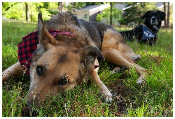 Rescued animals finding forever homes are filling our hearts with hope