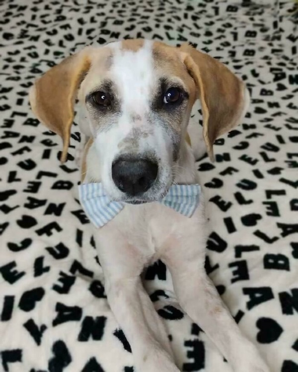 Rescued animals finding forever homes are filling our hearts with hope