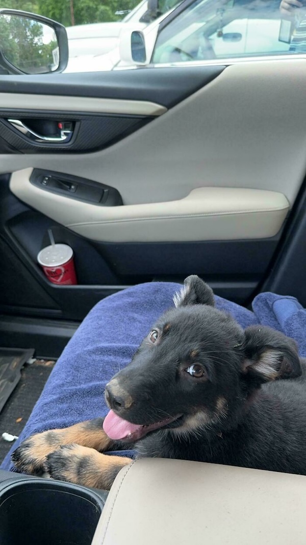 Rescued animals finding forever homes are filling our hearts with hope