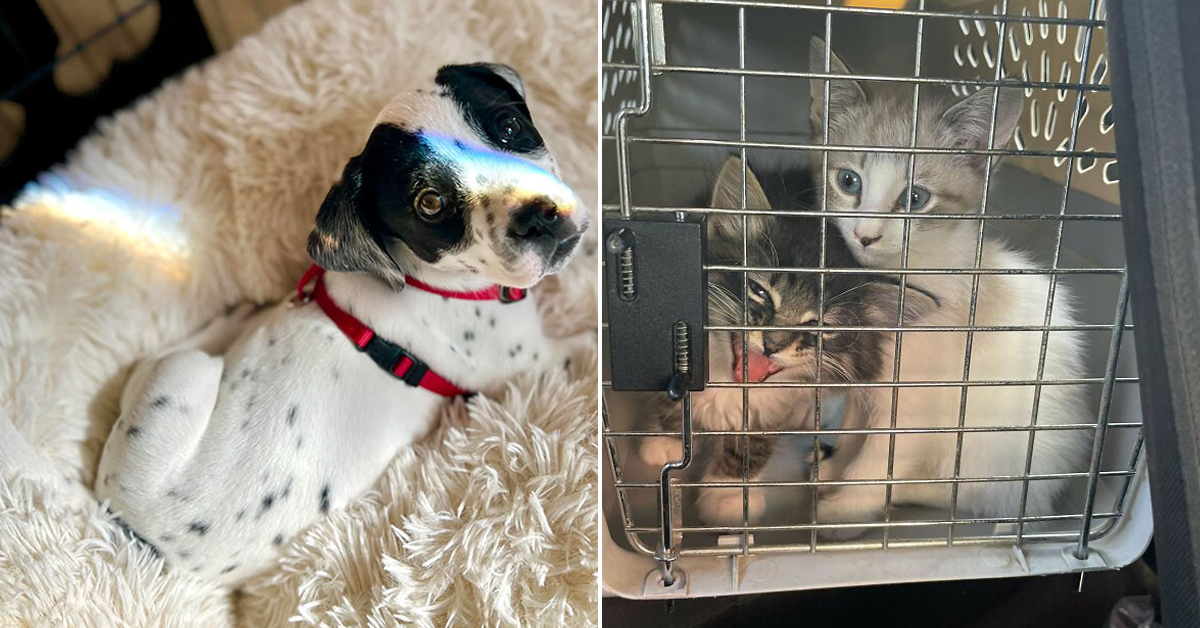 Funny Animal Pictures | Funny Pet Videos - theCHIVE