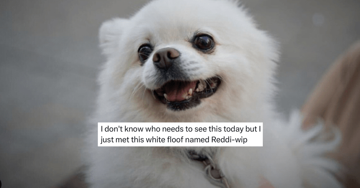 An adorable batch of animal memes to ease you into the weekend