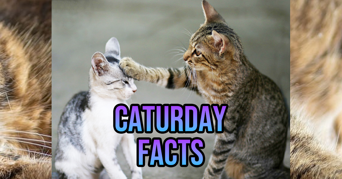 Cat Pictures | Funny Cat Videos and Memes - theCHIVE