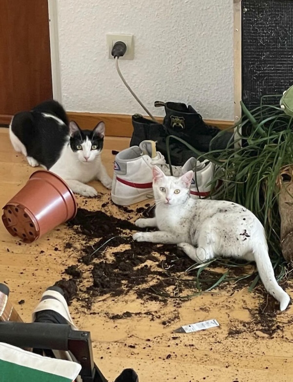 "Cats" and "Destruction" are basically the same word