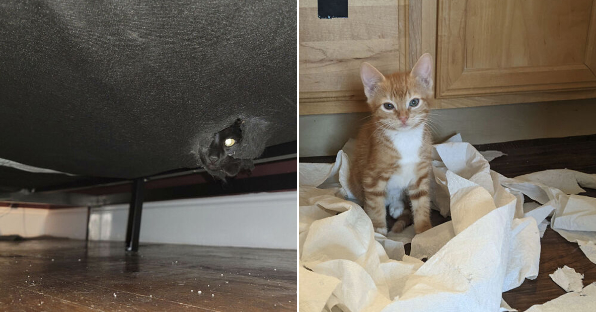 "Cats" and "Destruction" are basically the same word