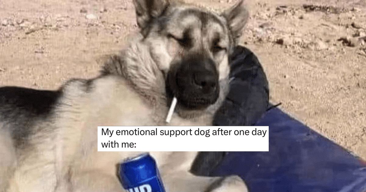 Funny Animal Pictures | Funny Pet Videos - theCHIVE