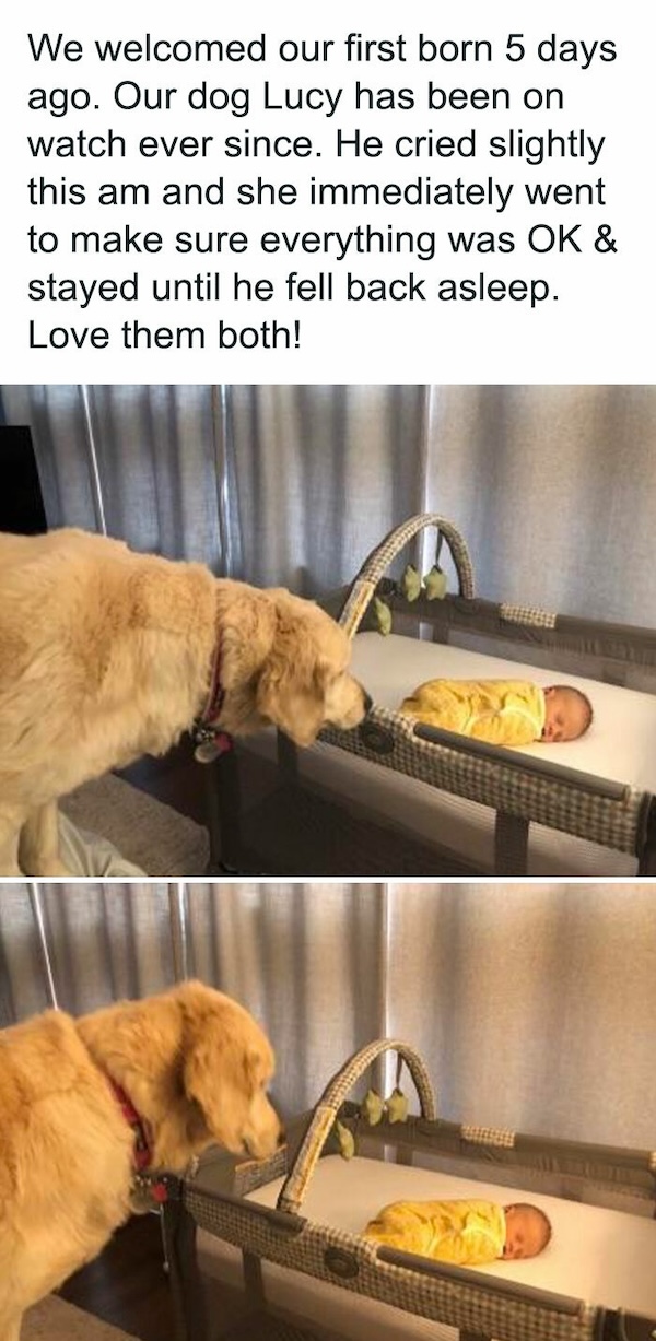 Animal Memes... Ani-memes?