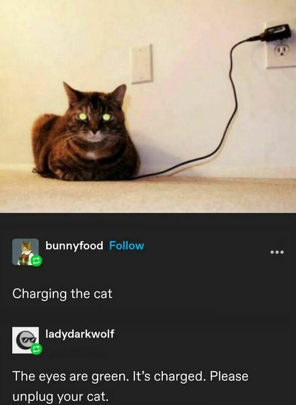 Animal Memes... Ani-memes?