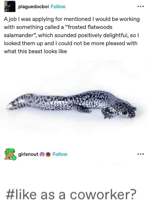 Animal Memes... Ani-memes?