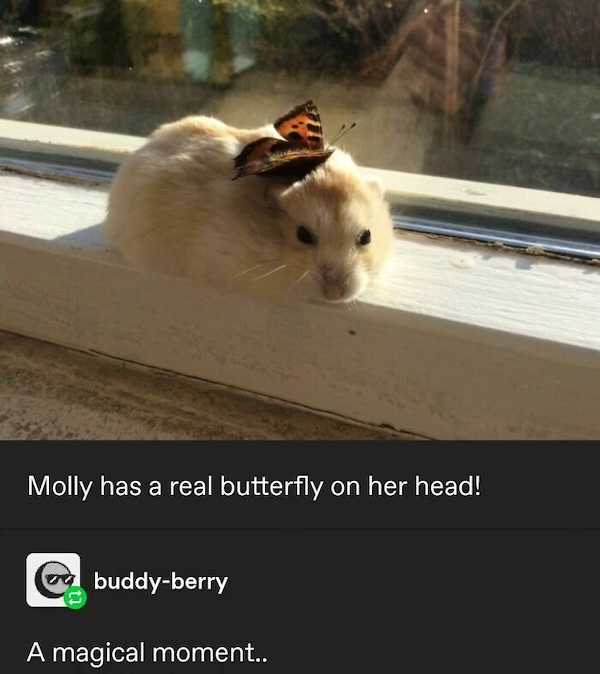 Animal Memes... Ani-memes?