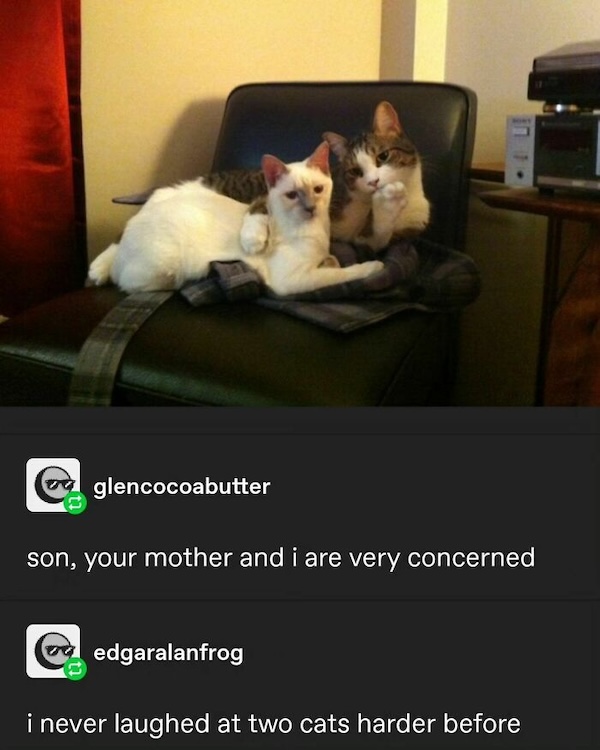 Animal Memes... Ani-memes?