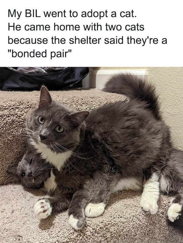 Animal Memes... Ani-memes?