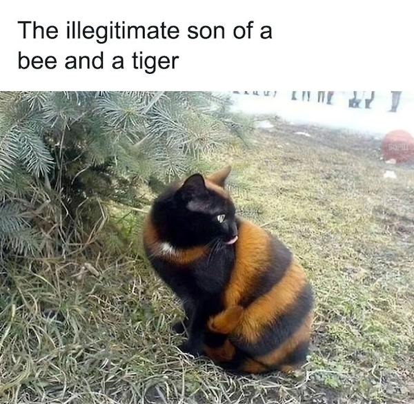 Animal Memes... Ani-memes?