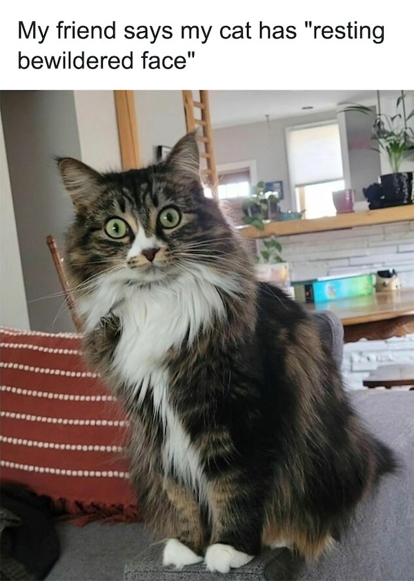 Animal Memes... Ani-memes?