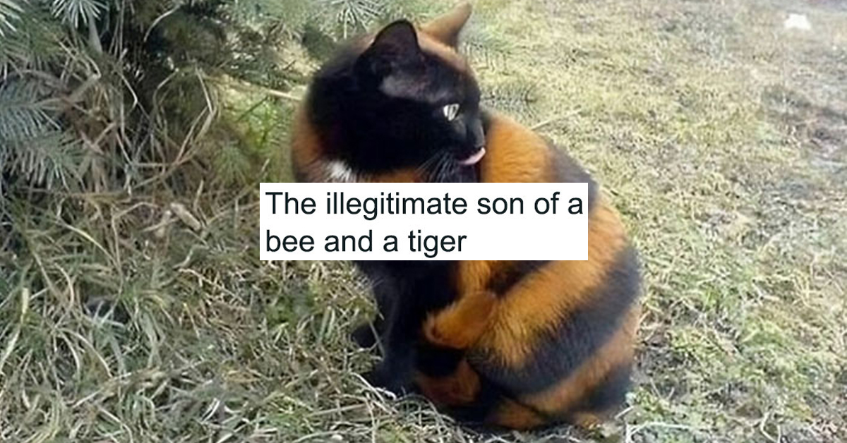 Animal Memes... Ani-memes?