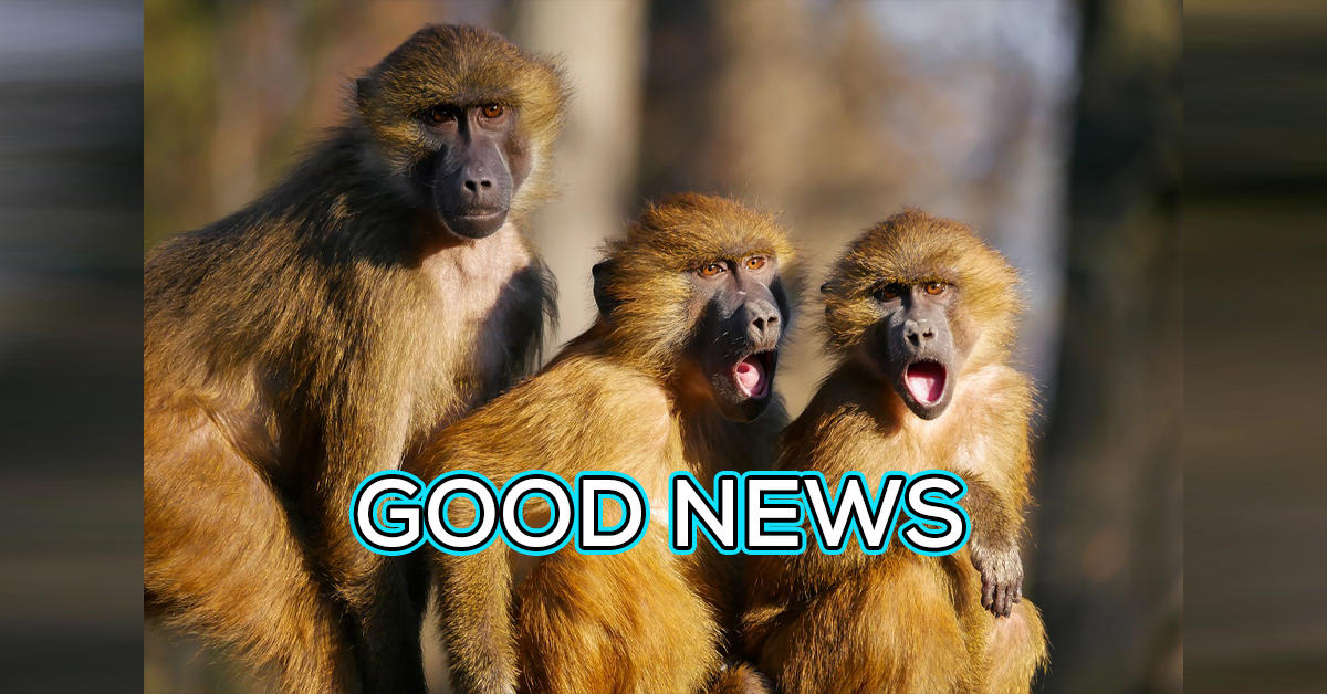 Sh!tty day? How about some good news PLUS cute animals?