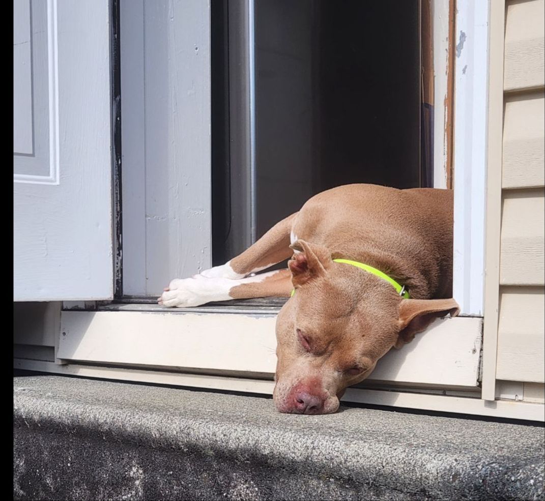 The Dogs Are Out and I’m Lovin’ It