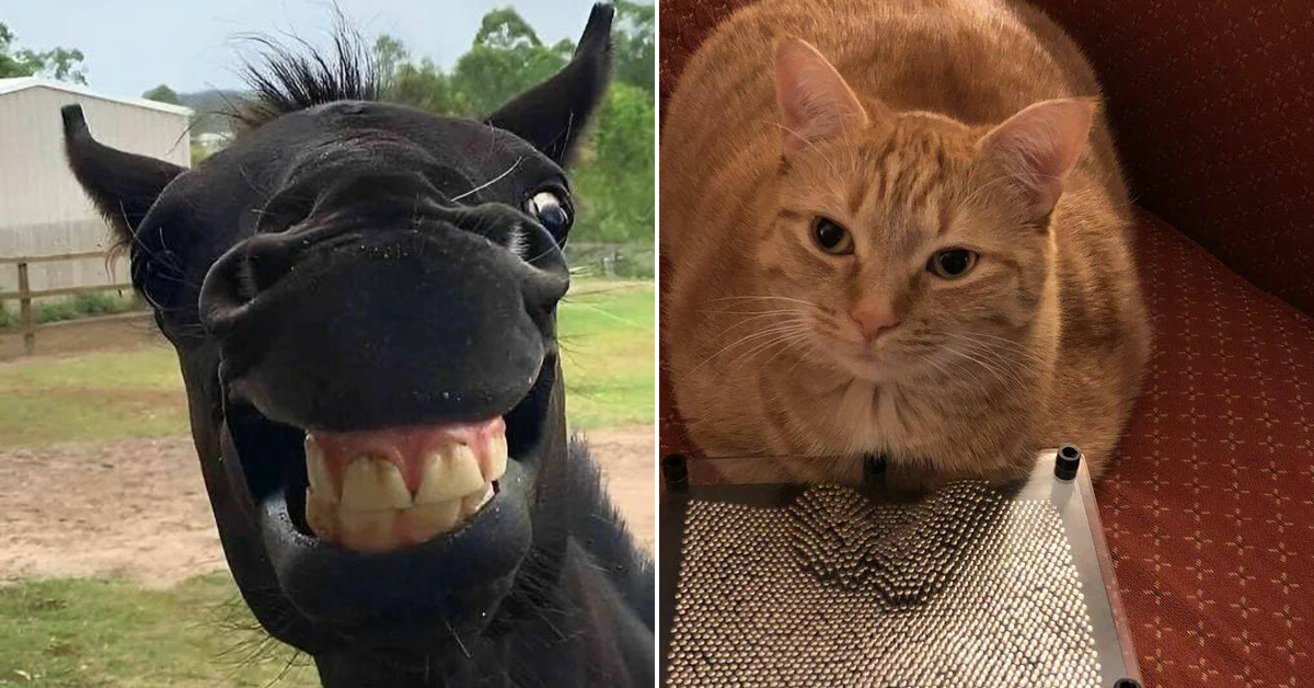 Funny, awesome, amusing animals found around the web