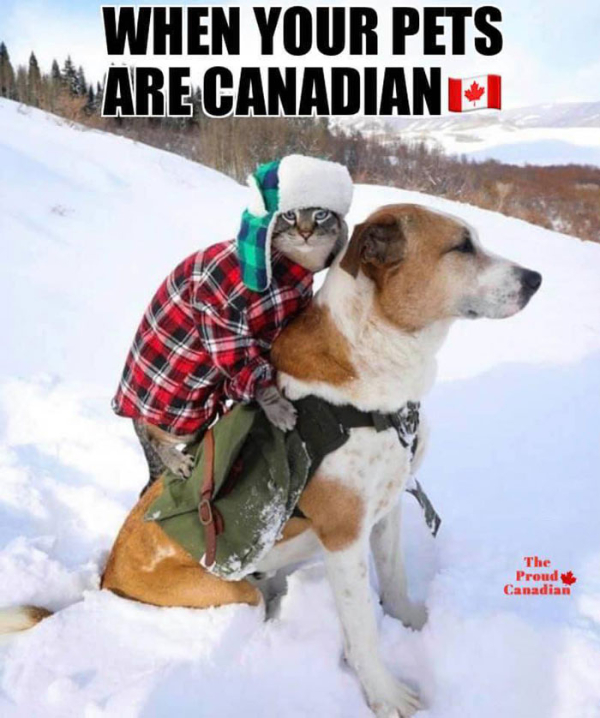Canadian Memes I Politely Ask You To Laugh At