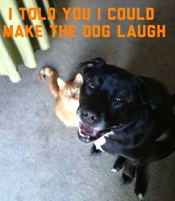 Mind-LESS Memes Best Tuesday Sucks Funny Pick Me Up Photo pic Captions