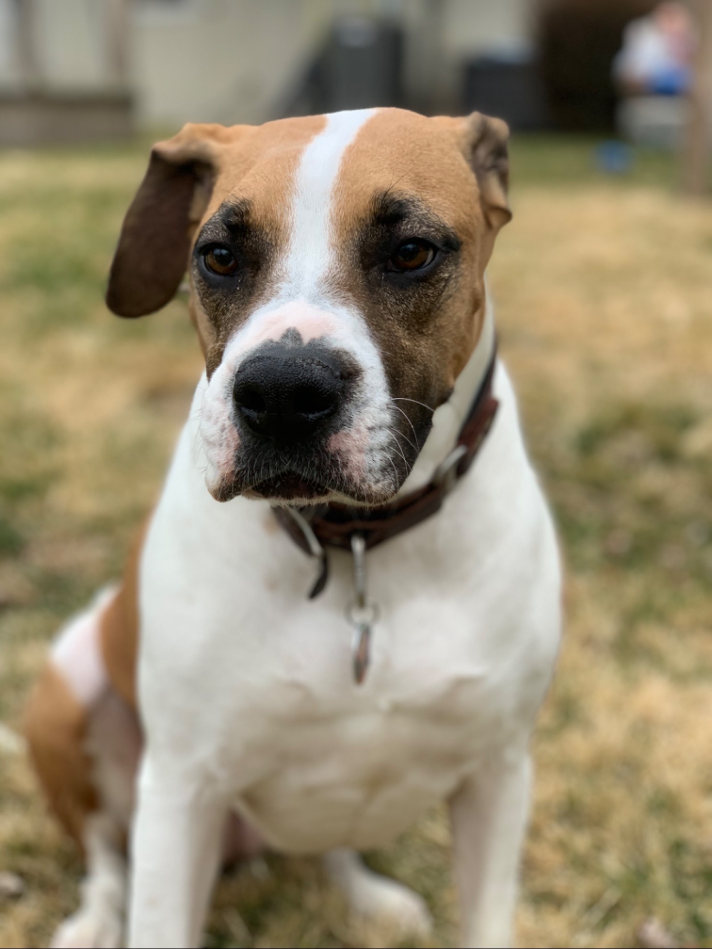 The Dogs Are Out and I’m Lovin’ It