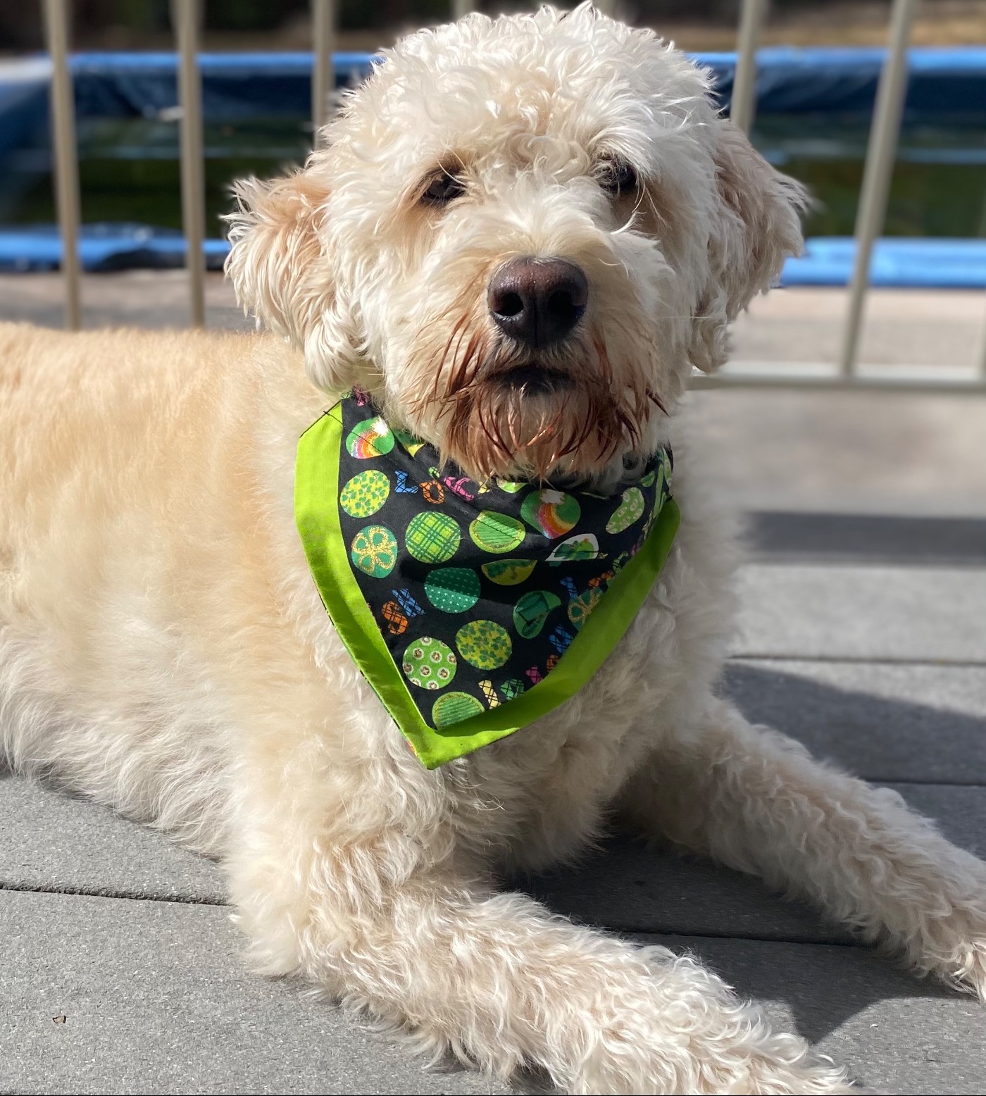 The Dogs Are Out and I’m Lovin’ It