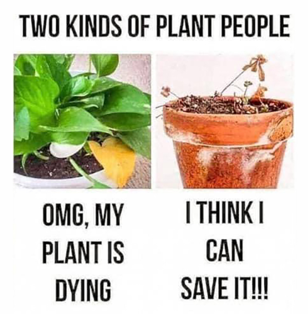 Freshly planted memes for all you gardeners out there