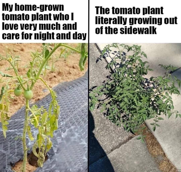 Freshly planted memes for all you gardeners out there