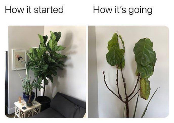 Freshly planted memes for all you gardeners out there