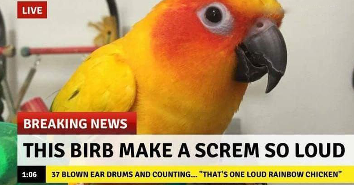 theCHIVE - Funny Pictures, Photos, Memes & Videos – theCHIVE.com