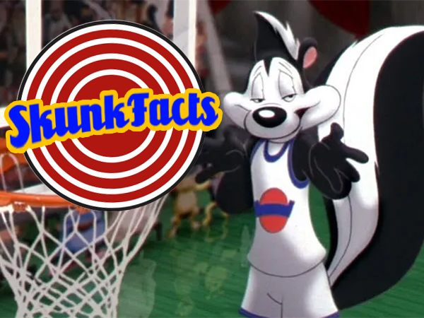 15 stanky yet salient facts about skunks