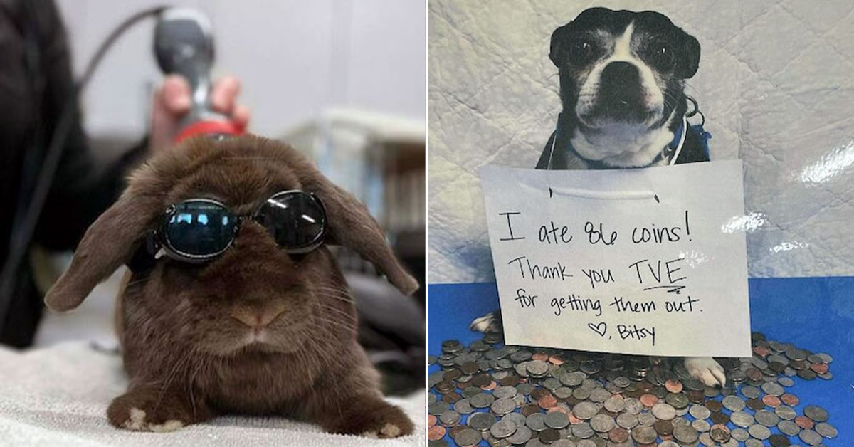 Funny Animal Pictures | Funny Pet Videos - theCHIVE