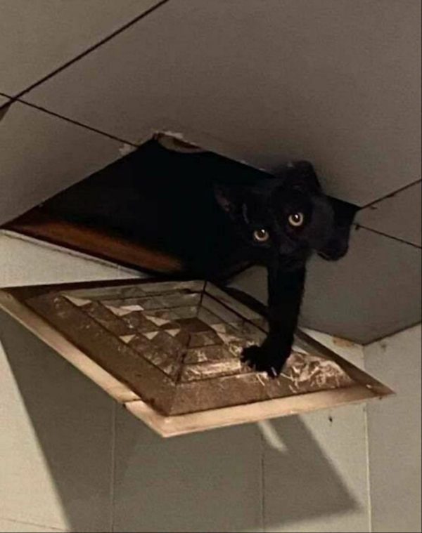 Cat Saturday Is Here With All Its Cute Fury