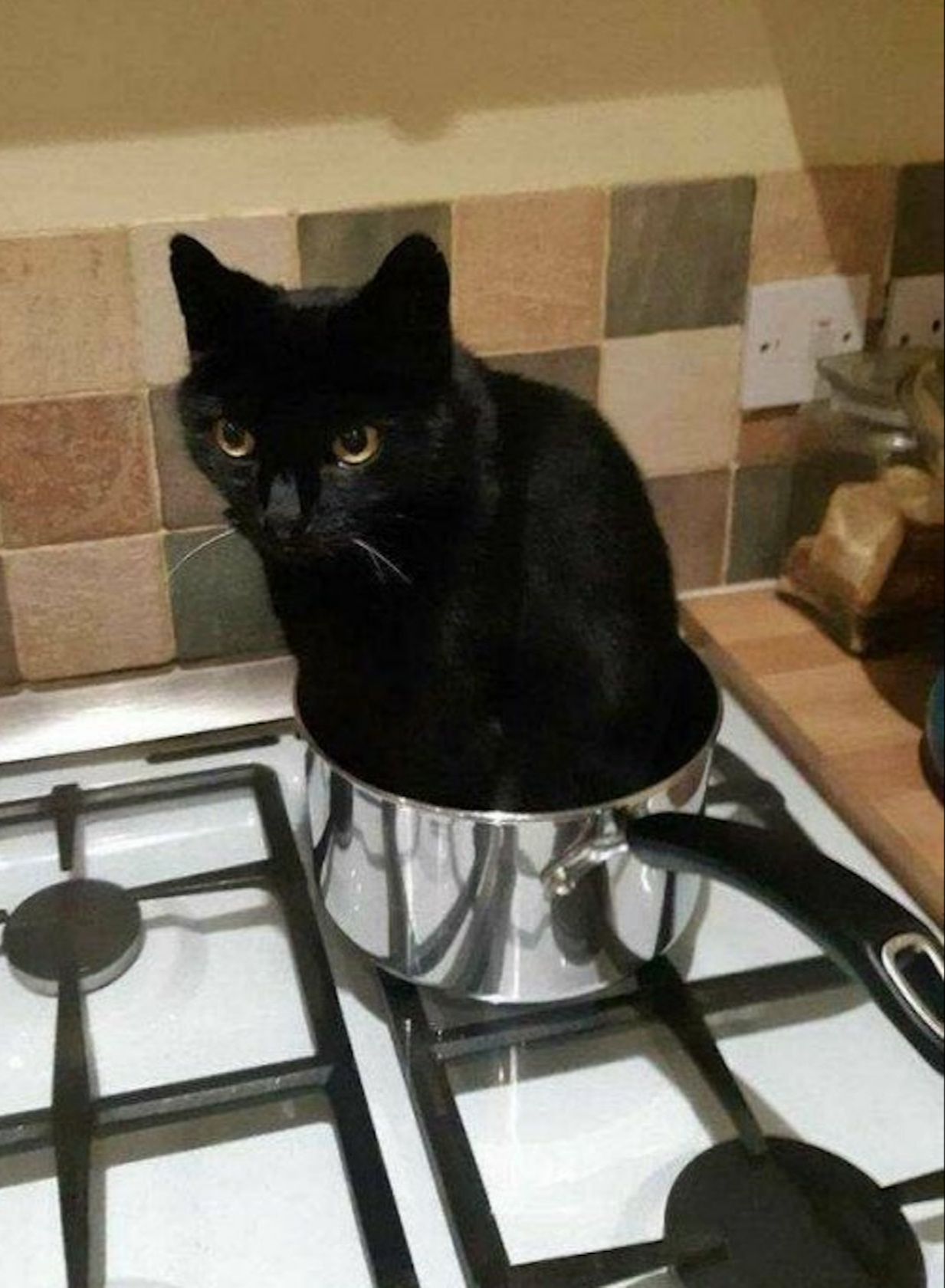 Cat Saturday Is Here With All Its Cute Fury