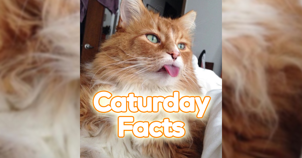 Caturday is for cat facts