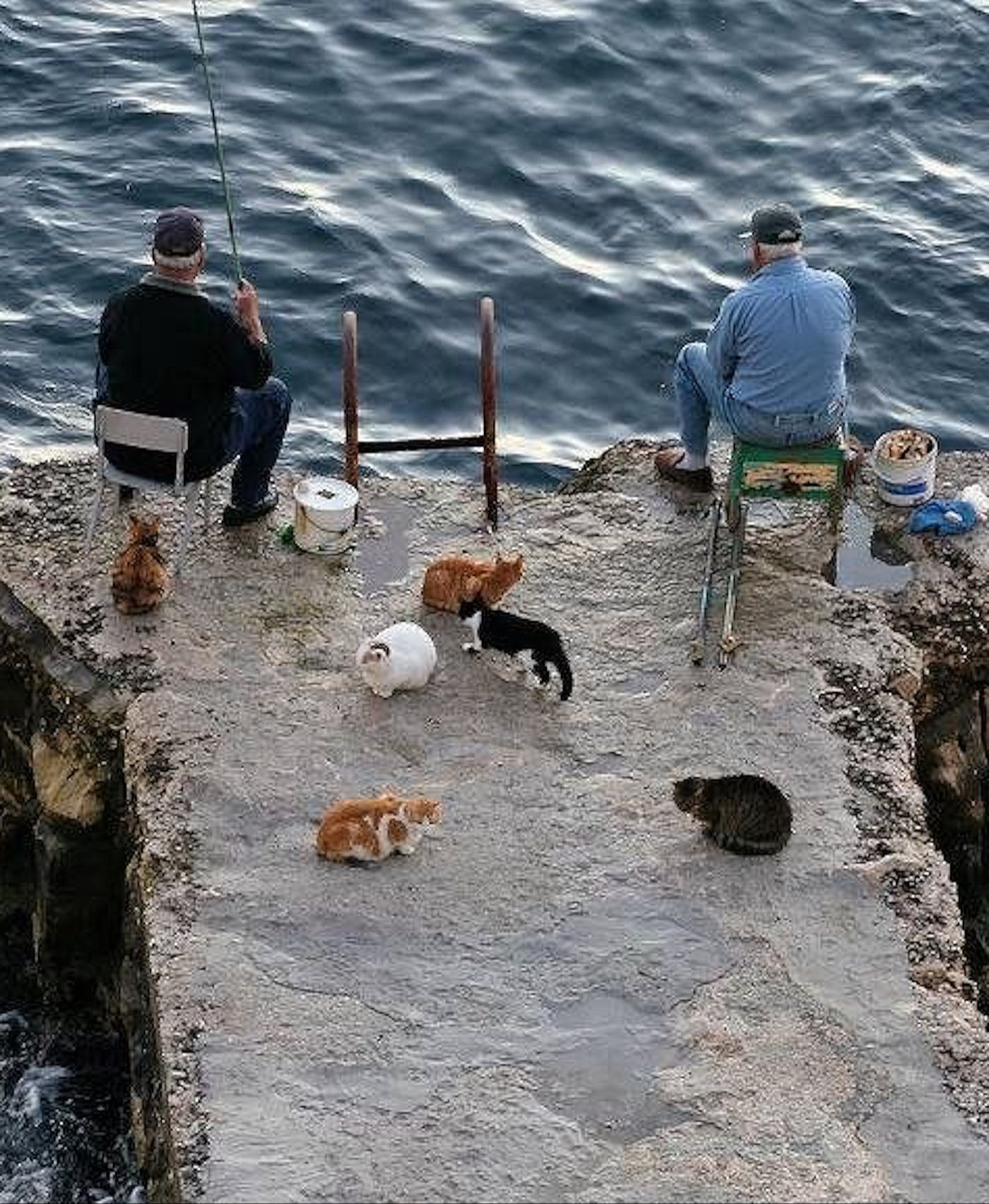 Cat Saturday Is Here With All Its Cute Fury