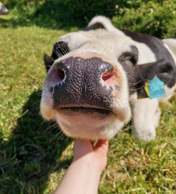 Uplifting Animals Are the Happy Escape We All Need!