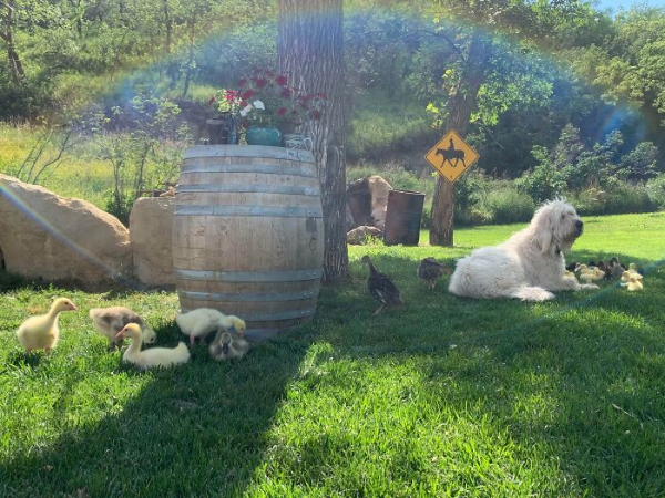 Uplifting Animals Are the Happy Escape We All Need!