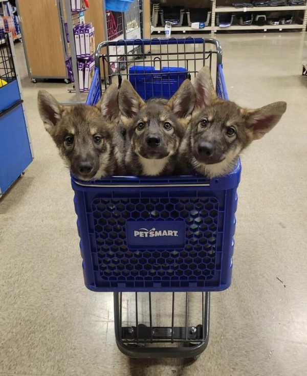 Uplifting Animals Are the Happy Escape We All Need!