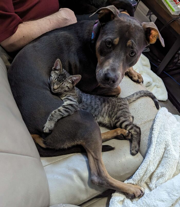 Uplifting Animals Are the Happy Escape We All Need!