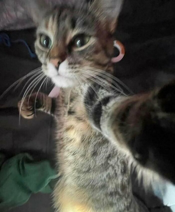 Cat Saturday Is Here With All Its Cute Fury