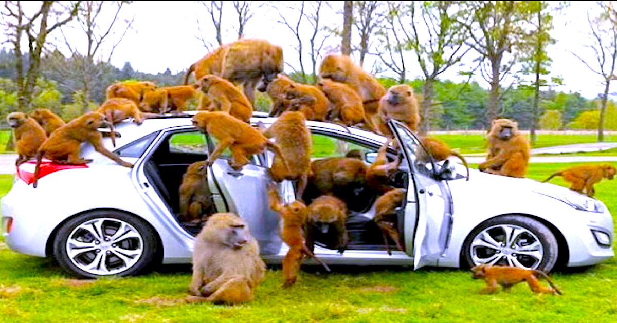 Daily Afternoon Randomness | Random Memes, Photos & Gifs - theCHIVE