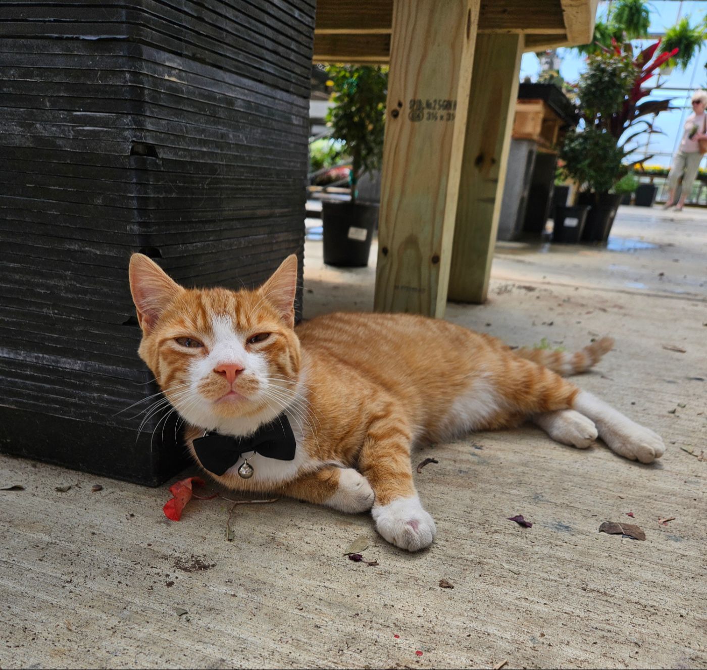 Cat Saturday Is Here With All Its Cute Fury