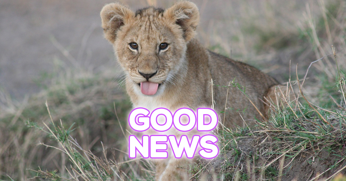 Sh!tty day? How about some good news PLUS cute animals? (16 Photos)