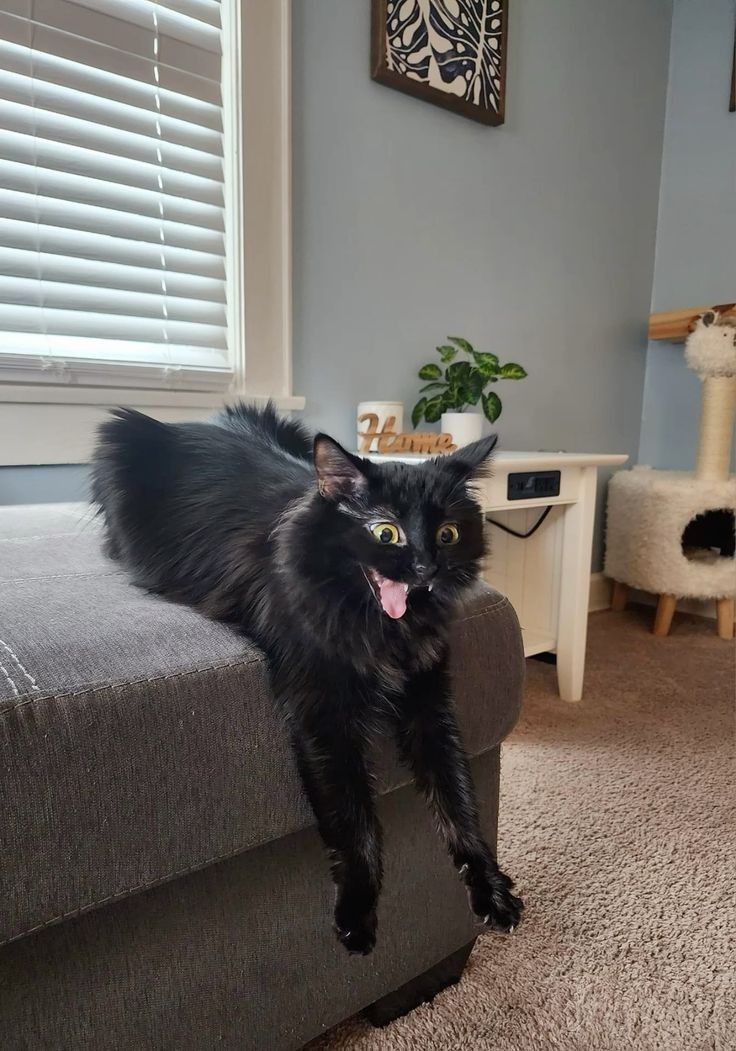 Cat Saturday Is the Best Part of the Weekend