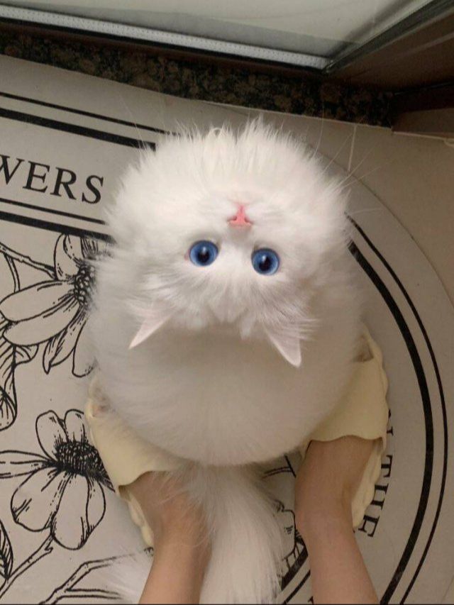 A Big Bag O’ Cat Saturday