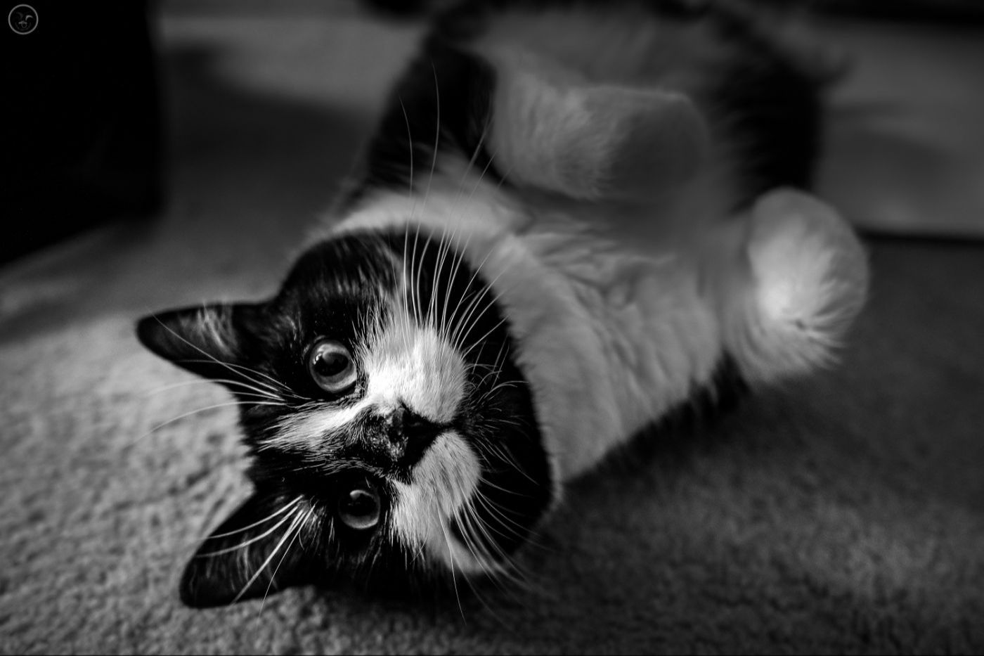 Cat Saturday Is the Best Part of the Weekend