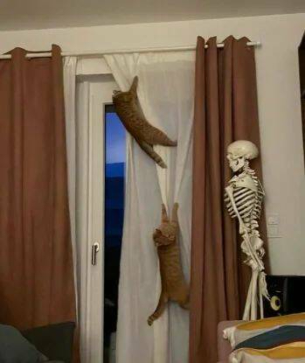 Cat Saturday Is Here With All Its Cute Fury