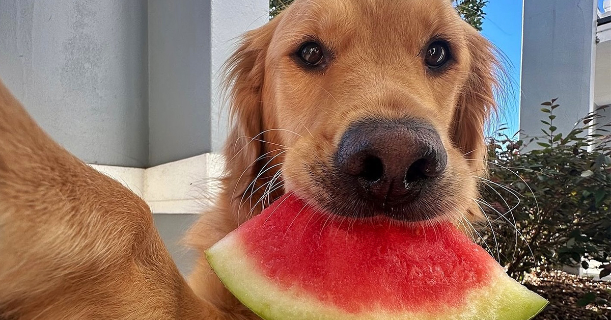 Daily Afternoon Randomness | Random Memes, Photos & Gifs - theCHIVE