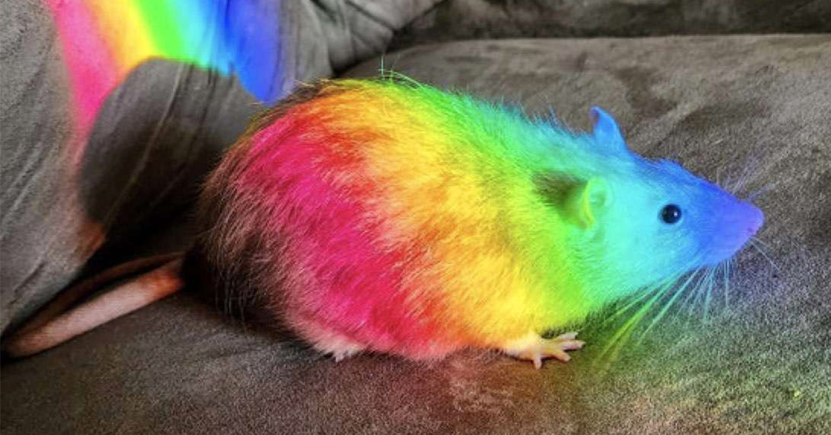 DAR: Daily Afternoon Randomness - Cool Pics :theCHIVE