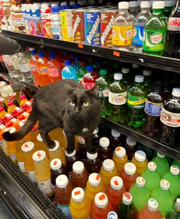 Cat Saturday Is Here With All Its Cute Fury